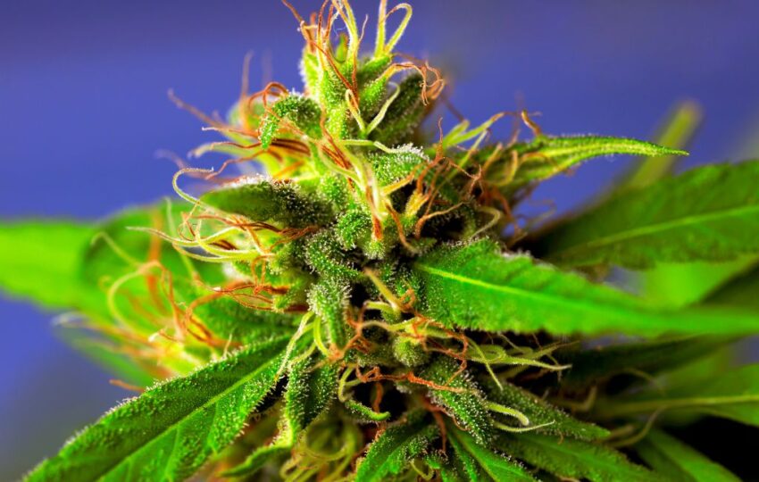 THCa Flower: Benefits of Cannabis in Its Raw Form - Celtichearts
